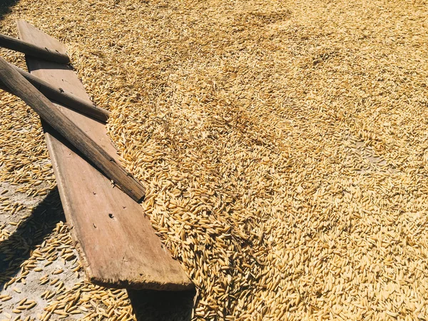 Rice farm : Ancient or old agriculture tools from wood like broom to ...