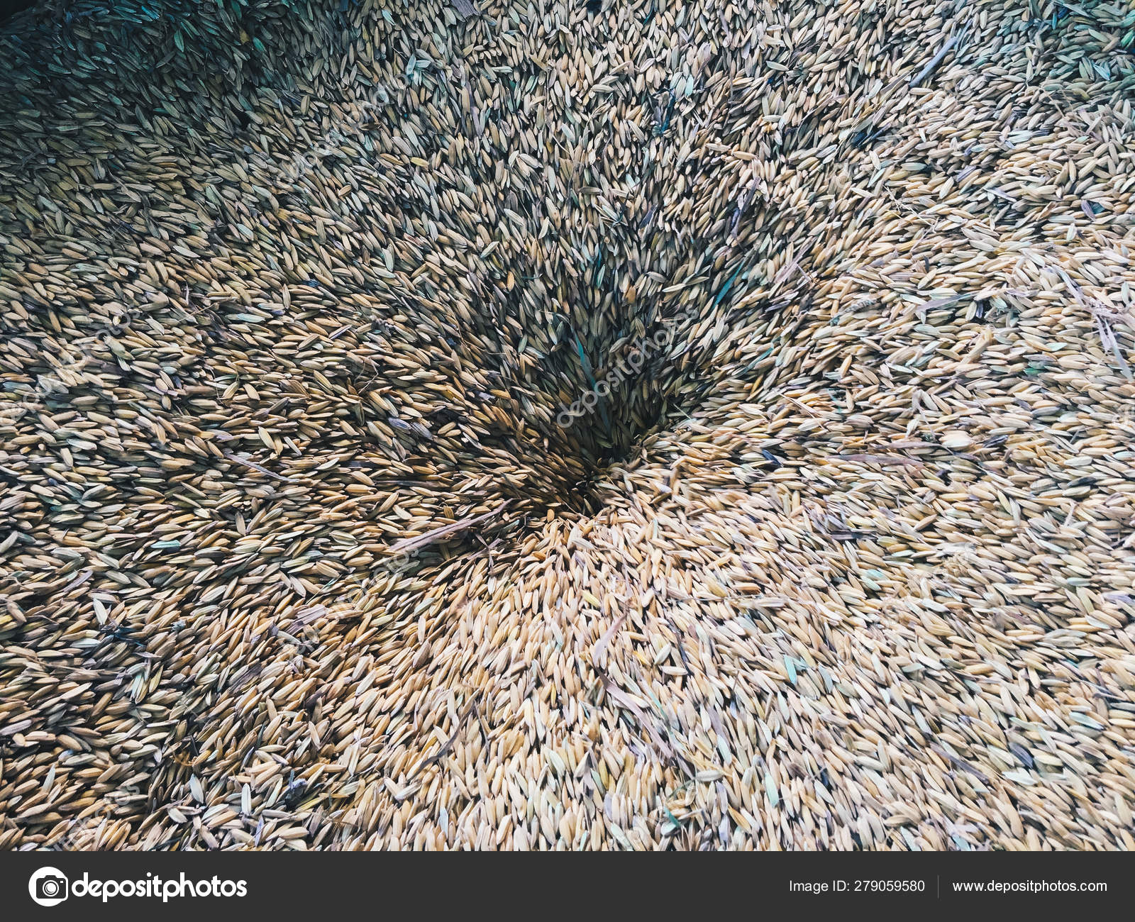 Golden Rice Grains Grain Texture Harvest Paddy Fields Rice Milling ...