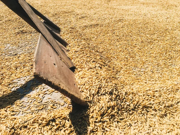 Rice farm : Ancient or old agriculture tools from wood like broom to ...