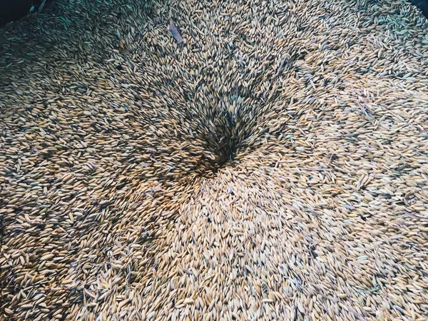 Golden rice or grains or grain texture after harvest from the paddy ...