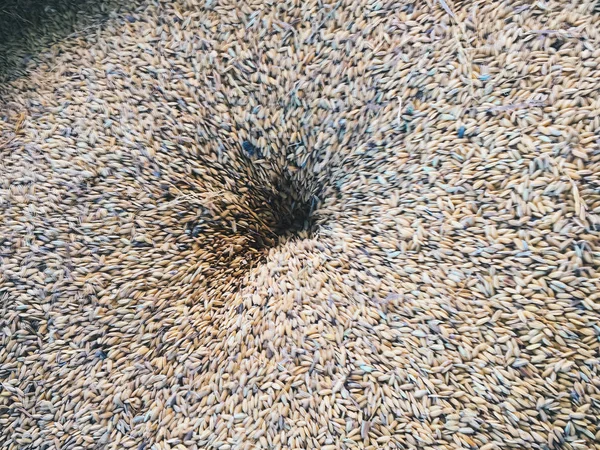 Golden rice or grains or grain texture after harvest from the paddy ...