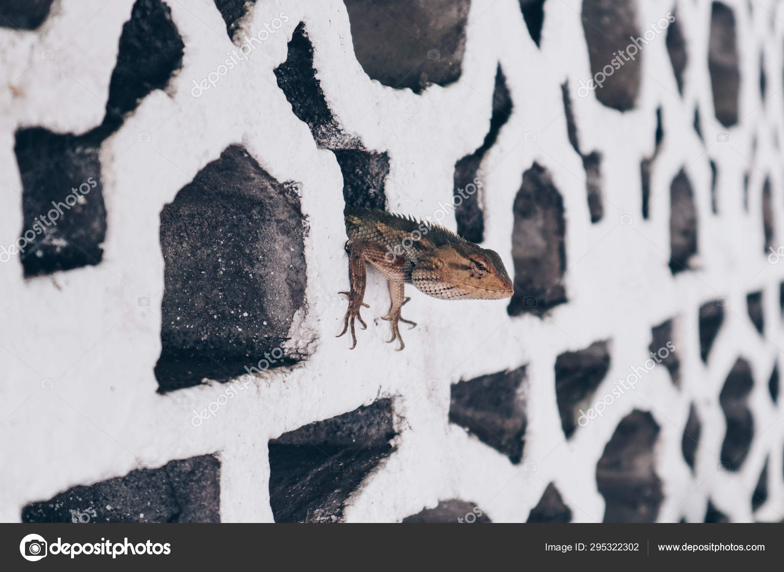 Bronchocela Jubata Maned Forest Lizard Bunglon Surai Bunglon Londok ...