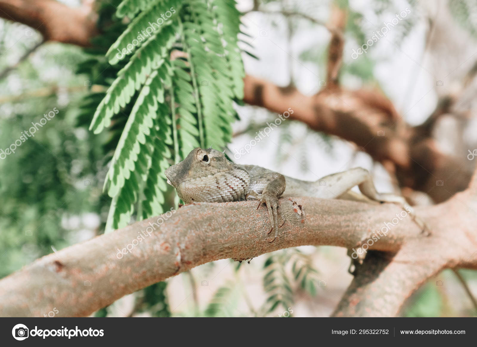 Bronchocela Jubata Maned Forest Lizard Bunglon Surai Bunglon Londok ...