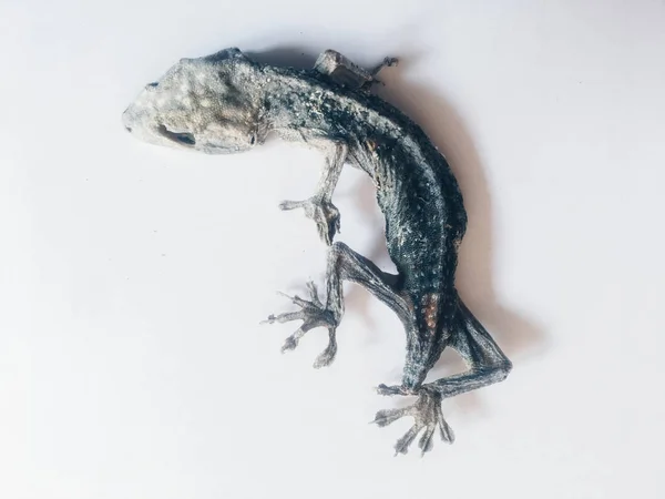 Moon lizard Stock Photos, Royalty Free Moon lizard Images | Depositphotos