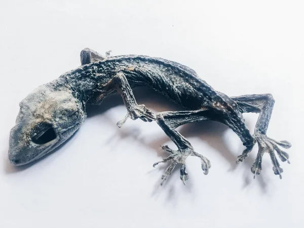 Dracunculose Stock Photos, Royalty Free Dracunculose Images | Depositphotos