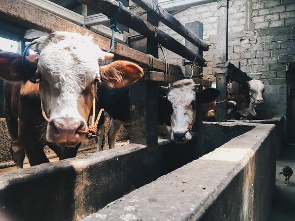 Ongole Crossbred Cattles Javanese Cows Largest Cattles Indonesia ...