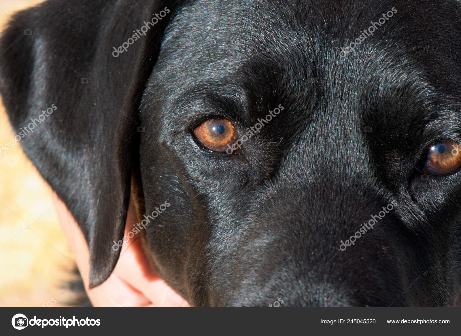 Detail Black Labrador Retriever Dog Eyes Stock Photo By ©MAJIVECKA ...