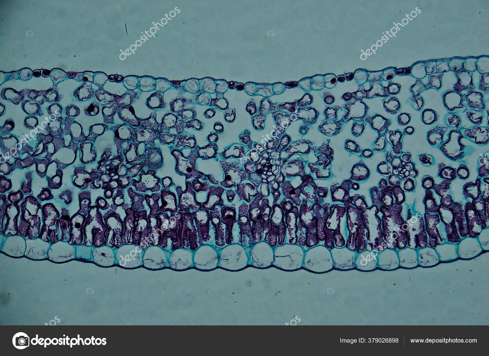 Lily Leaf Microscope — Stock Photo © daniel.lazaj@gmail.com #379026898
