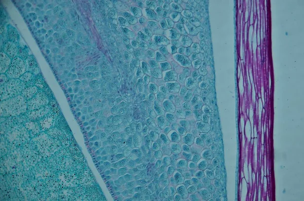 Simple Columnar Under Microscope