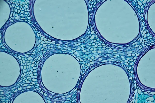 Phyla lanceolata Stock Photos, Royalty Free Phyla lanceolata Images ...