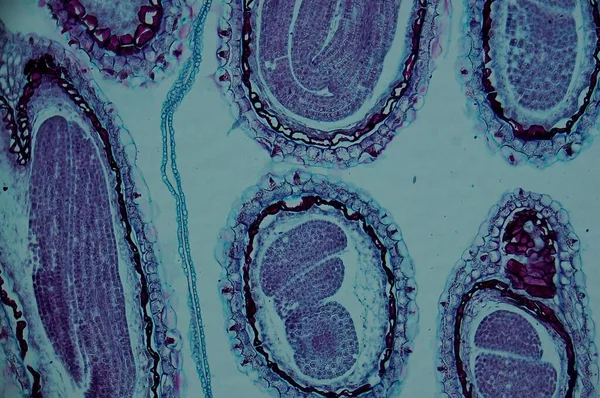 Old microscope Images - Search Images on Everypixel