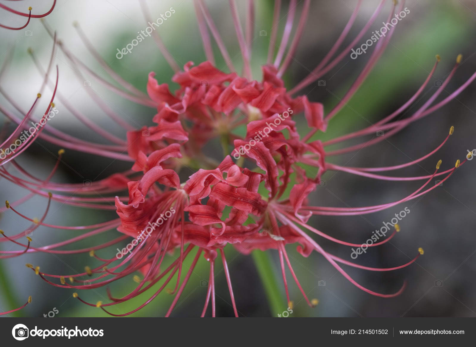 Red Orange Spider Lily ⬇ Stock Photo, Image by © kathyclark #214501502