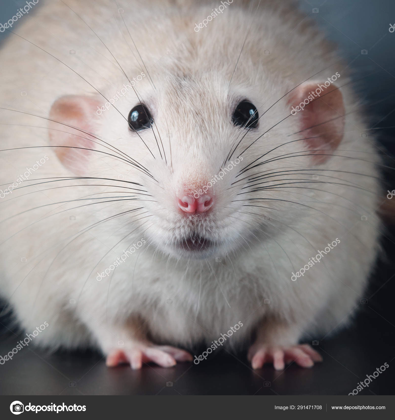 Fat rat with black eyes, close-up Stock Photo by ©LankaP 291471708