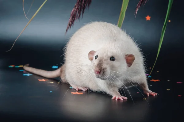 Fat blue rat on a black background — Stock Photo © LankaP #299141788