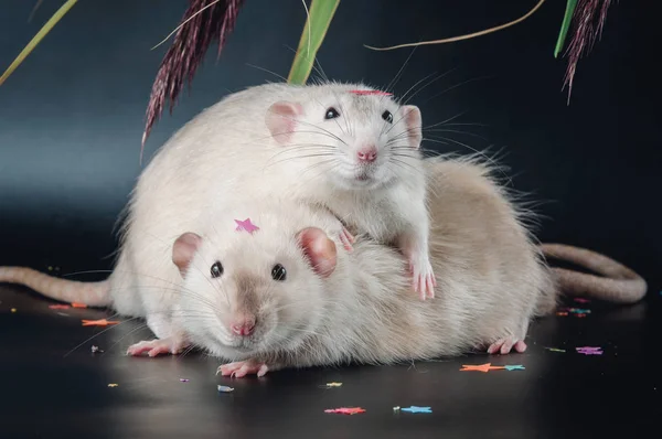Fat blue rat on a black background — Stock Photo © LankaP #299141788