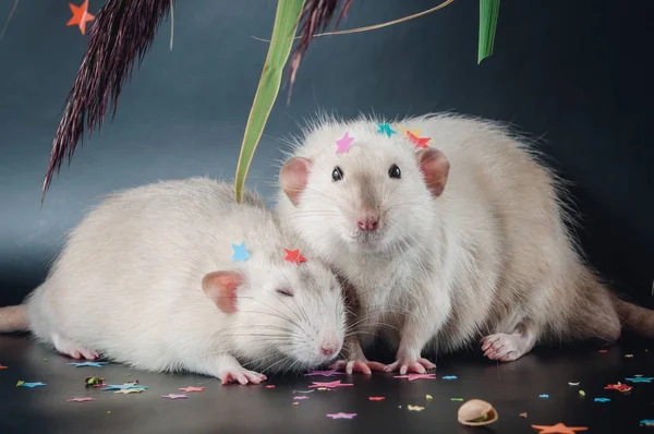 Fat blue rat on a black background — Stock Photo © LankaP #299141788