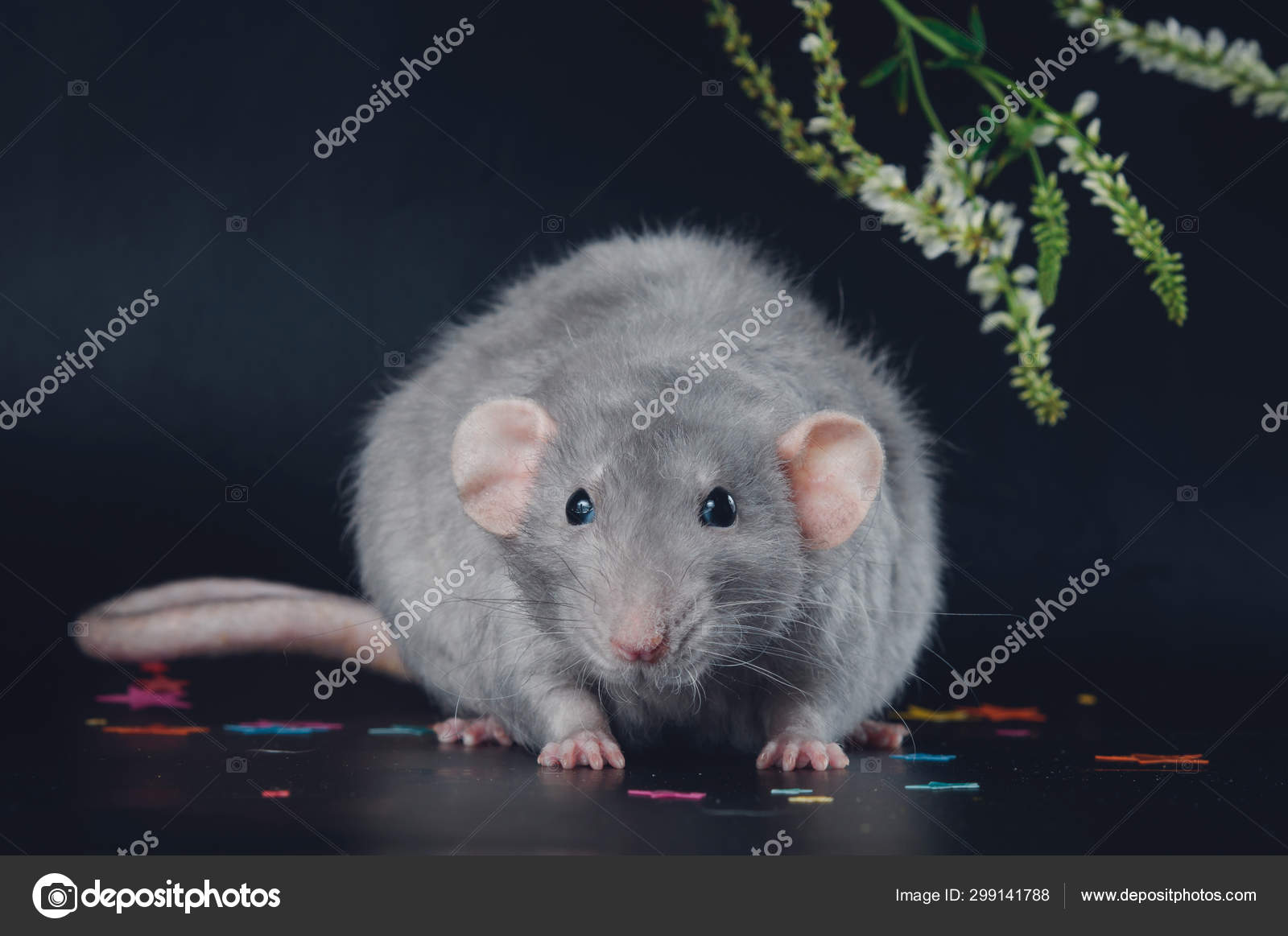 Fat blue rat on a black background — Stock Photo © LankaP #299141788