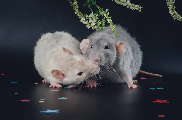 Fat blue rat on a black background — Stock Photo © LankaP #299141788