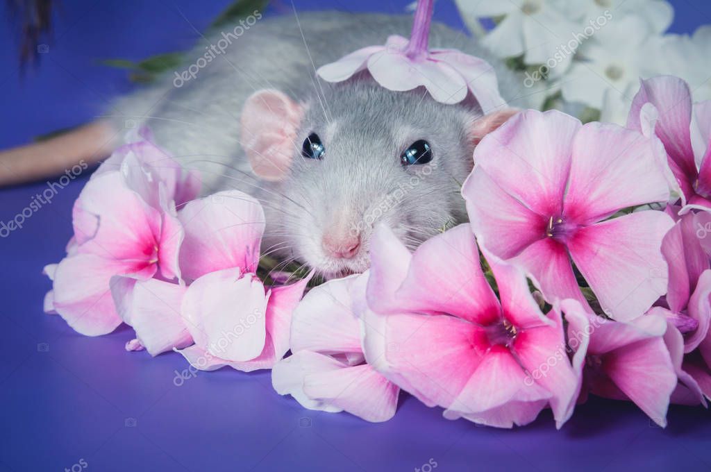 Linda rata con flores rosadas 2022