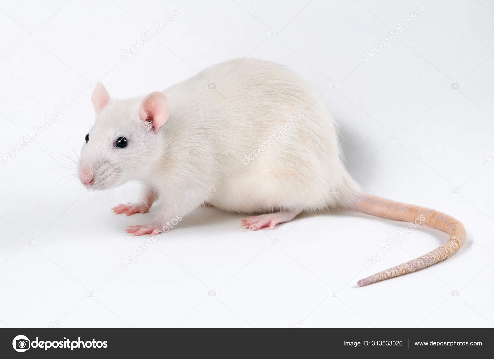 A white decorative rat stands in profile on a white background Stock ...