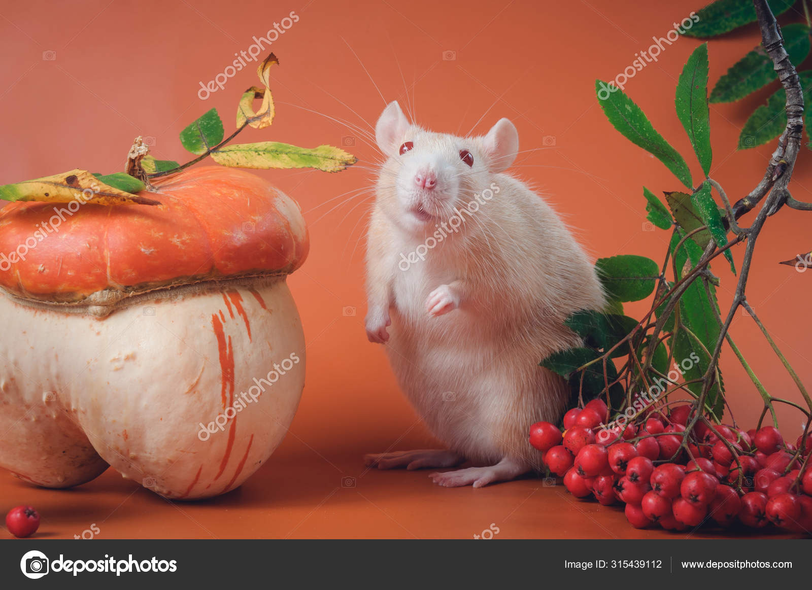Fragile fair-haired rat standing next to a huge orange mushroom and red ...