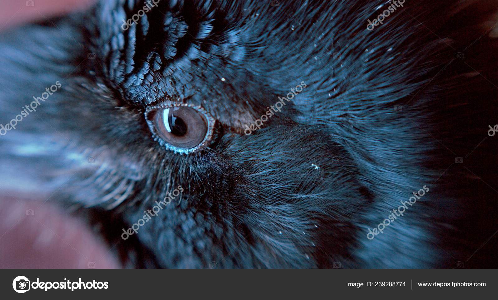 Closeup View Black Raven Eye — Stock Photo © biopsihoz@mail.ru #239288774