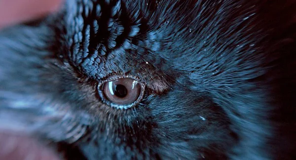 Raven closeup Stock Photos, Royalty Free Raven closeup Images ...