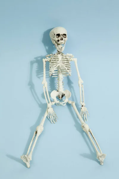Anatomy skeleton Images, Royalty-free Stock Anatomy skeleton Photos ...