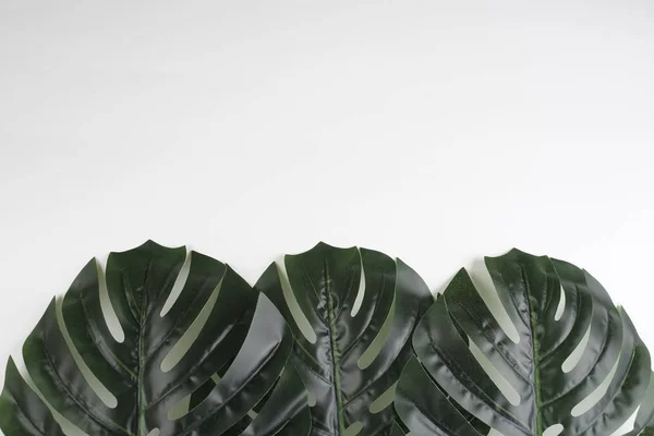 Backdrop Background Monstera Deliciosa Ceriman Leaves White Background ...