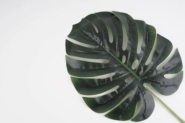 Backdrop Background Monstera Deliciosa Ceriman Leaves White Background ...