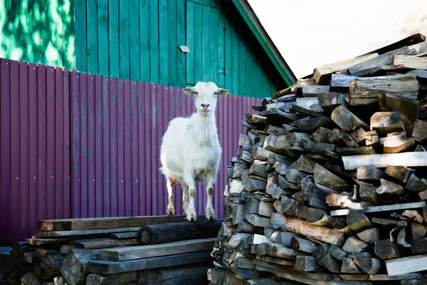 Goat stairs Stock Photos, Royalty Free Goat stairs Images | Depositphotos
