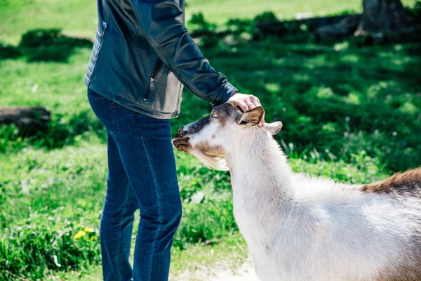Mulher dando comer burro Stock Photos, Royalty Free Mulher dando comer ...