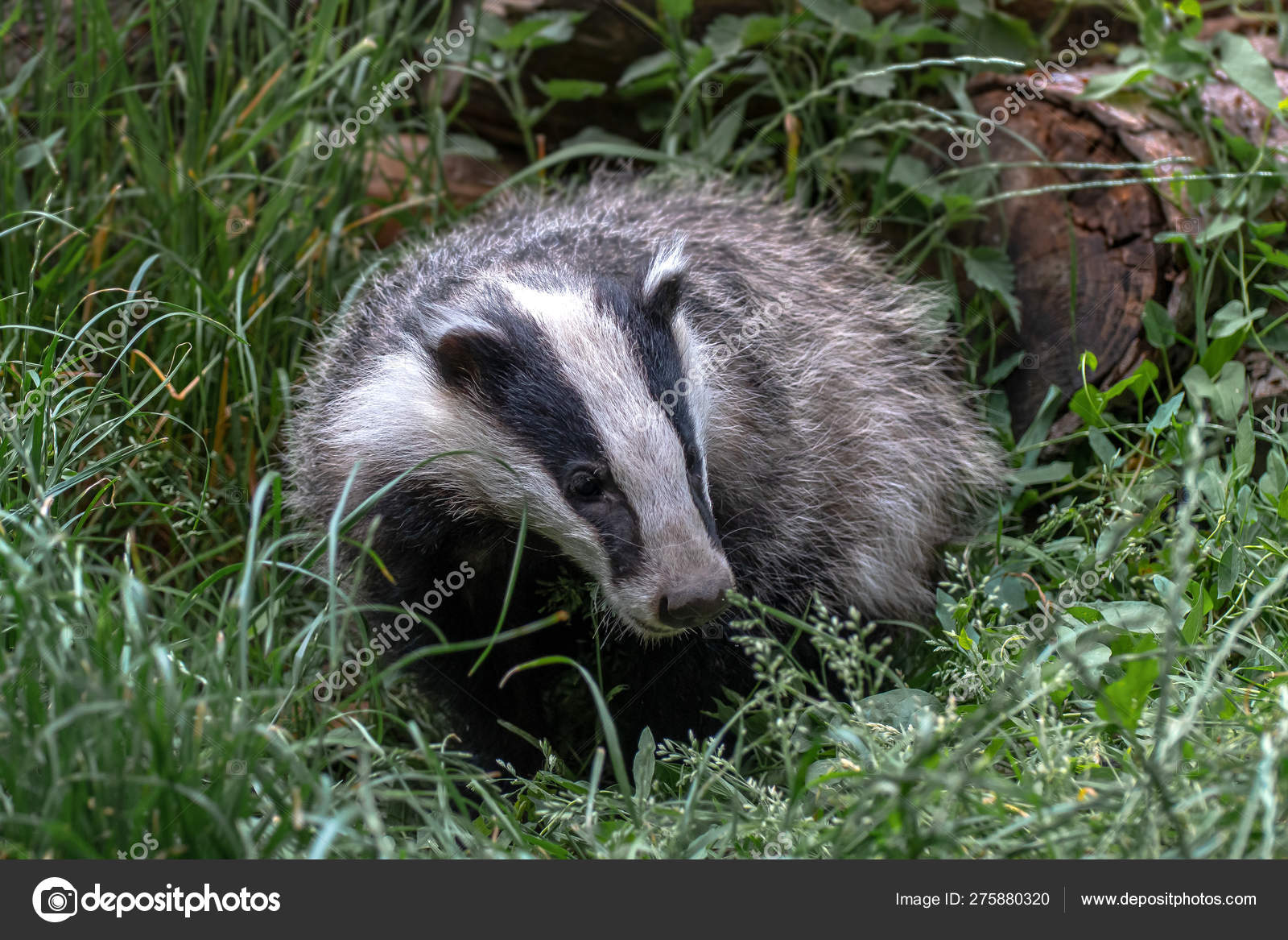European Badger Meles Meles Also Known Eurasian Badger Simply Badger ...