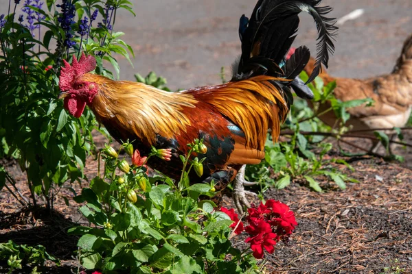 Gallos coloridos fotos de stock, imágenes de Gallos coloridos sin ...