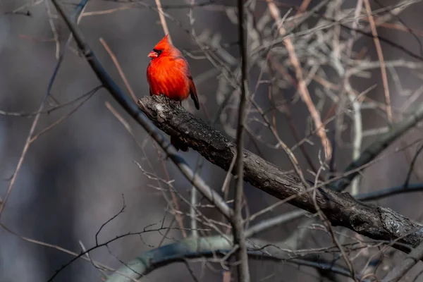 Indiana state bird Pictures, Indiana state bird Stock Photos & Images ...