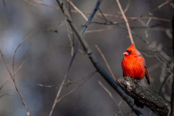 Indiana state bird Pictures, Indiana state bird Stock Photos & Images ...