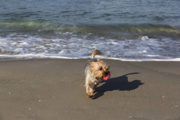 Happy dog beach Stock Photos, Royalty Free Happy dog beach Images ...