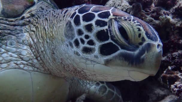 Vidéos pour Solena mari, Solena mari clips vidéo HD / 4K, footage ...