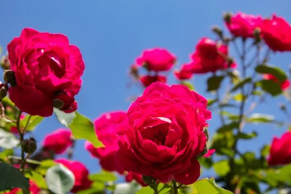 Curly rose Images - Search Images on Everypixel