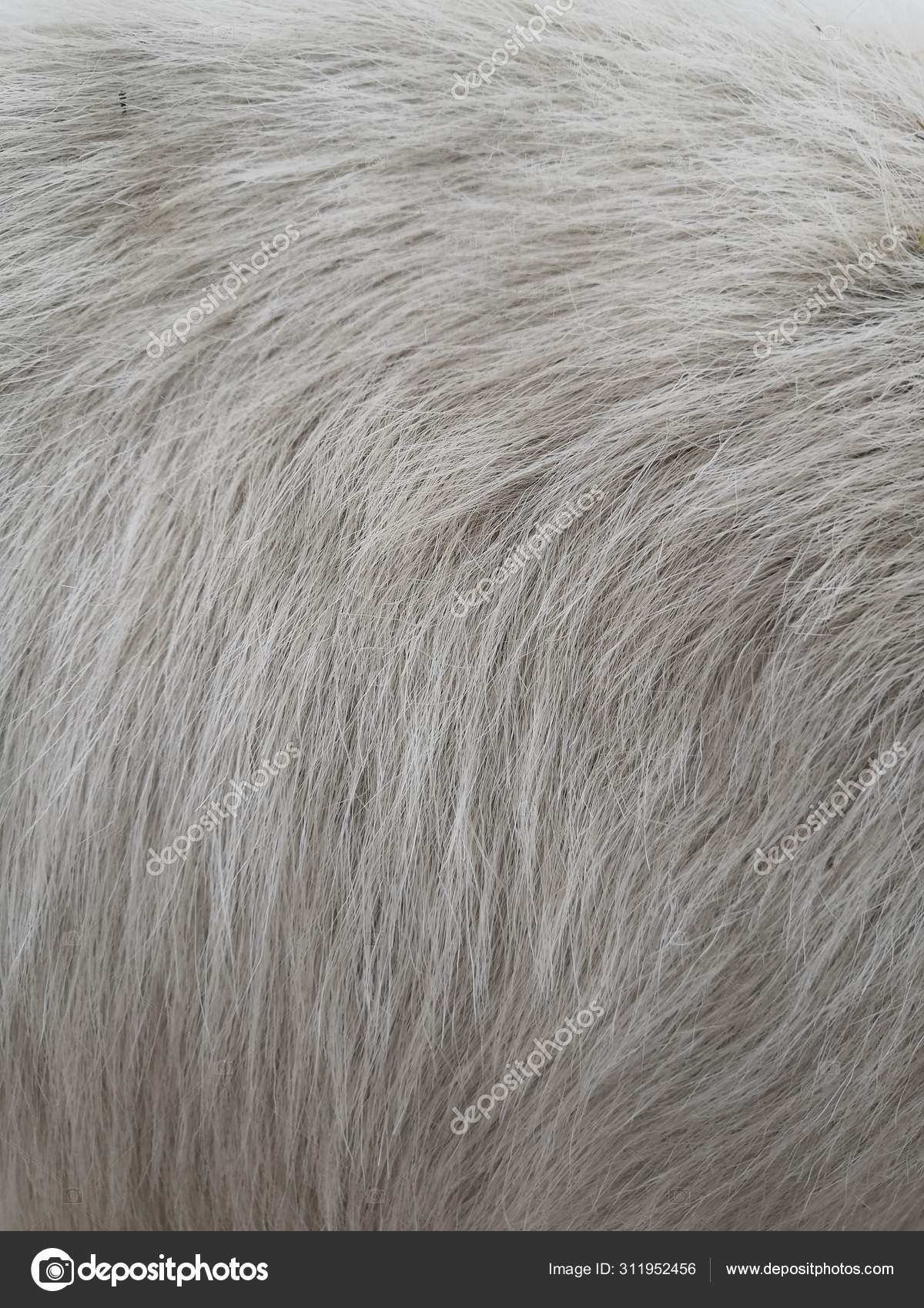 White wool with white top texture background, light natural sheep wool ...