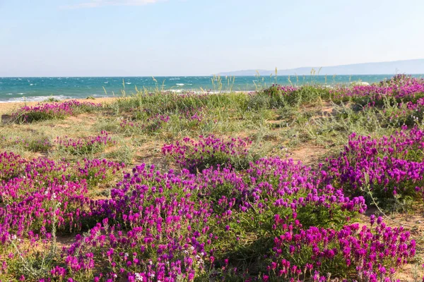Dunes flowers fotos de stock, imágenes de Dunes flowers sin royalties ...