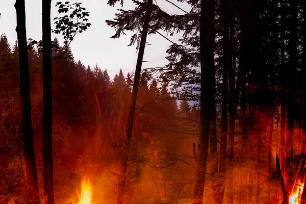 Bosque incendiado fotos de stock, imágenes de Bosque incendiado sin ...
