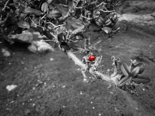 ᐈ High contrast stock pictures, Royalty Free high contrast photos ...