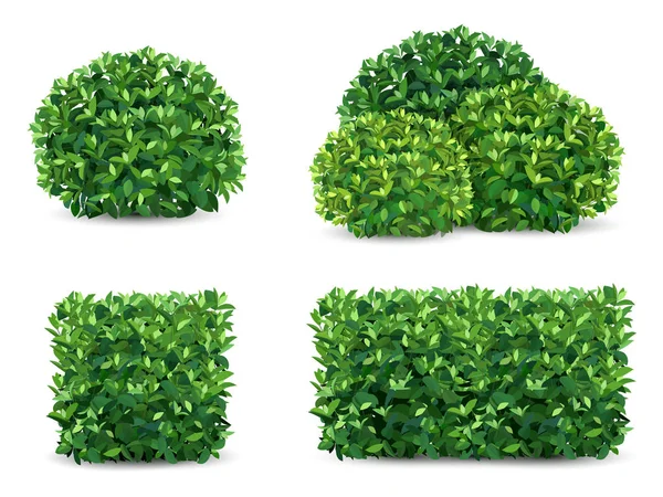 3,611 Hedge Vector Images | Depositphotos