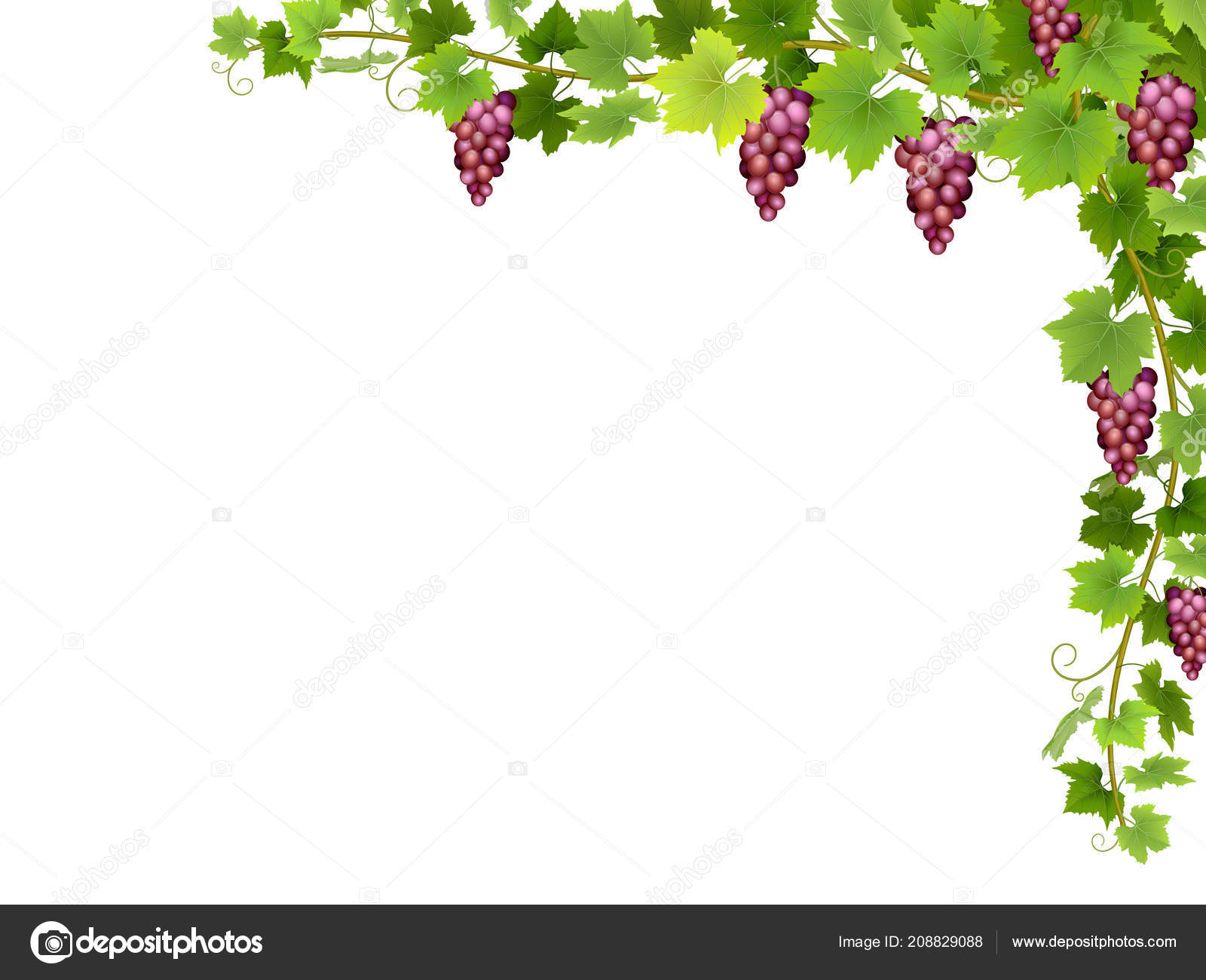 Red Grape Vine Border