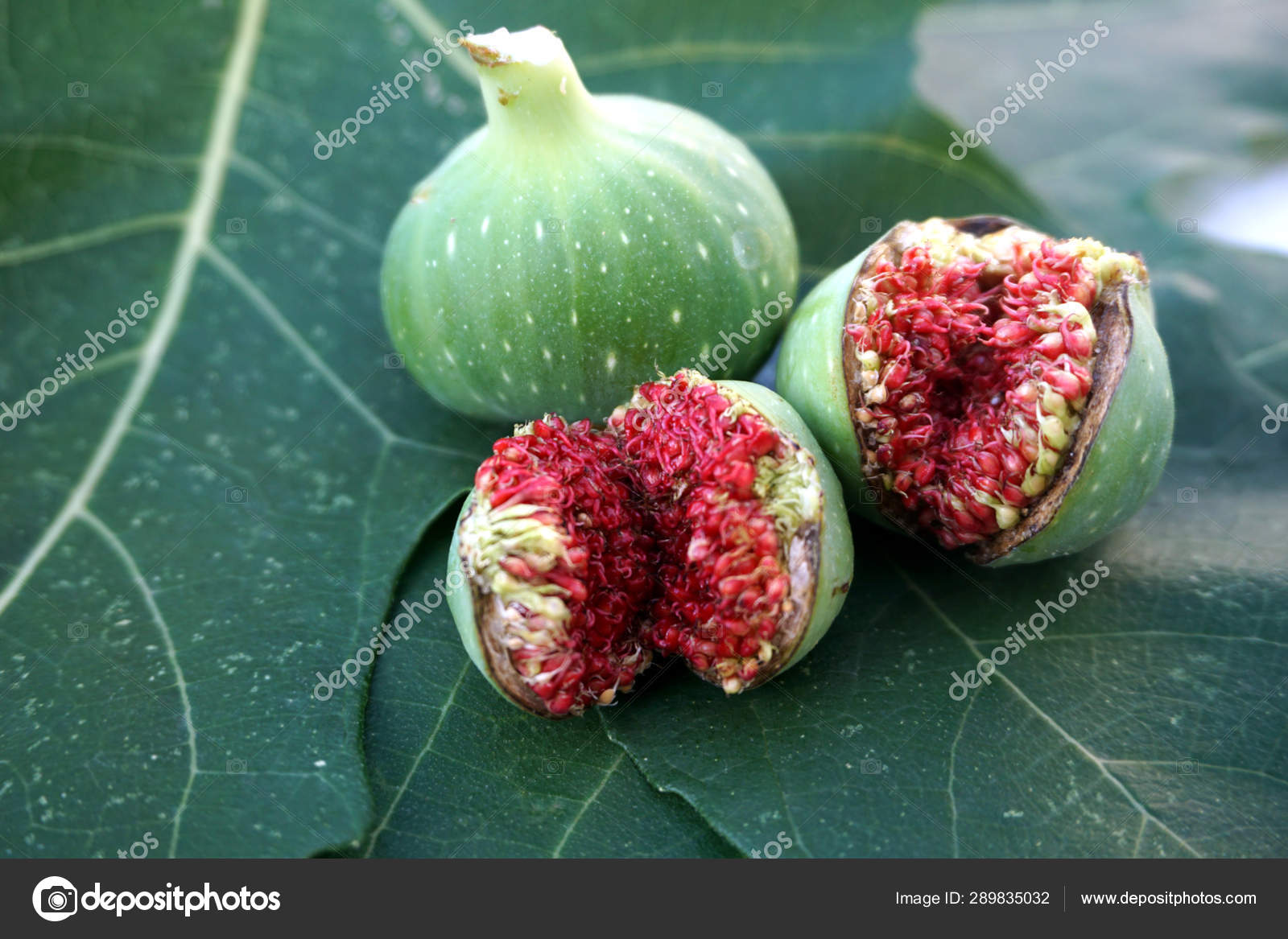 Fruits from wild fig tree, one green with milky sap and two unripe but ...