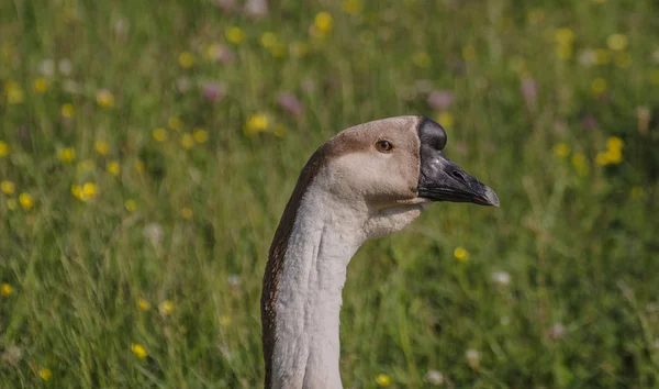 Young laughing goose Stock Photos, Royalty Free Young laughing goose ...