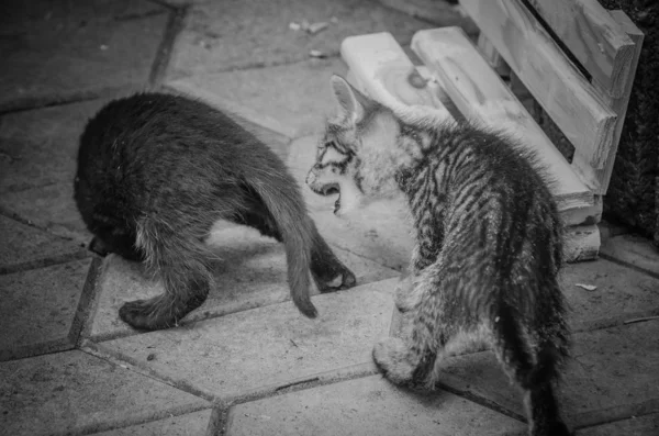Gato peleando fotos de stock, imágenes de Gato peleando sin royalties ...