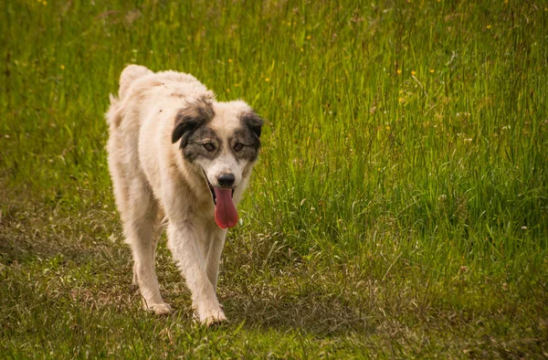Raza mixta perro viejo Stock Photos, Royalty Free Raza mixta perro ...