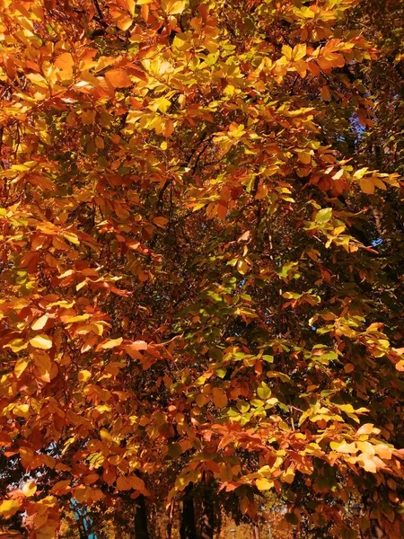 French seasons Stock Photos, Royalty Free French seasons Images ...